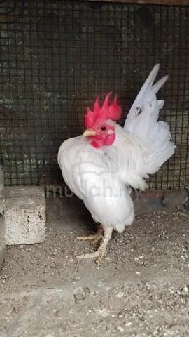 ayam serama - Pets for sale in Bachok, Kelantan