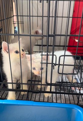 kucing full white long hair cat - Pets for sale in Muar, Johor