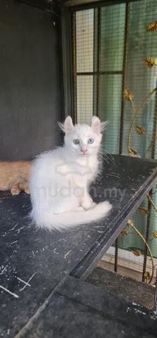 kucing american curl ear - Pets for sale in Bandar Saujana Putra, Selangor