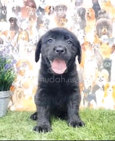 Labrador black female mka and chip - Pets for sale in Puncak Jalil ...