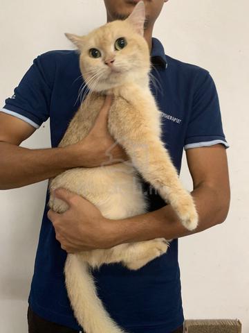 BSH Golden Male Cert British Shorthair - Pets for sale in Alor Setar, Kedah