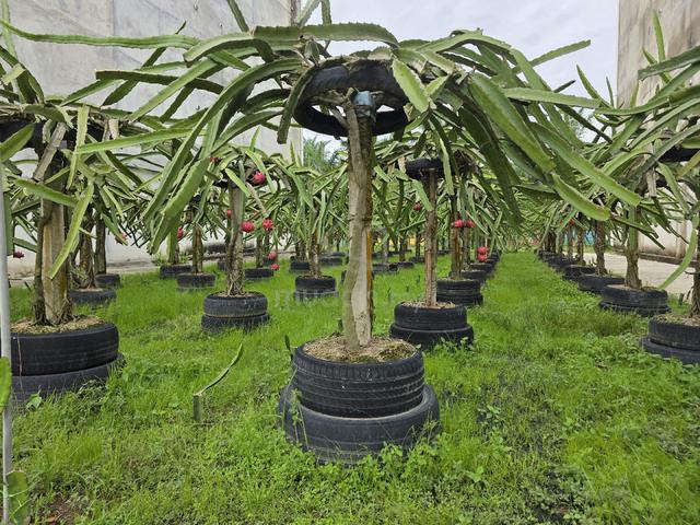 Dragon Fruit Tree_Benih Pokok Naga - Garden Items for sale in Taiping ...