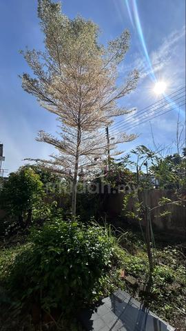 White Bucida Tree - Garden Items for sale in Kuching, Sarawak