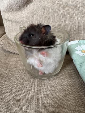 Tri Color Curly Hair Syrian Hamster Female - Pets for sale in Puchong ...