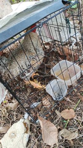 ayam ratu kurip - Pets for sale in Baling, Kedah