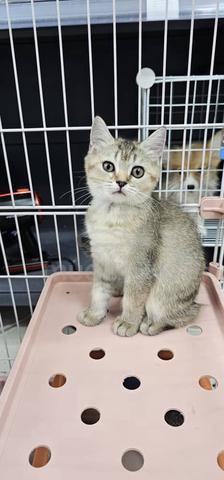 BSH Golden shaded golden white - Pets for sale in Puchong, Selangor