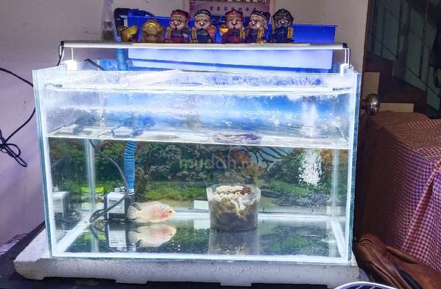 Akuarium kaca - Pets for sale in Kota Kinabalu, Sabah