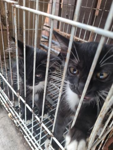 kucing biasa - Pets for sale in Bayan Lepas, Penang