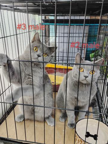 British Shorthair BSH Blue Male Baka Besar - Pets for sale in Alor ...