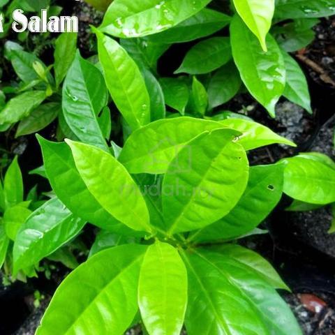 pokok salam - Garden Items for sale in Kota Bharu, Kelantan