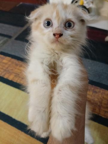 Scottish fold mix Persian - Pets for sale in Sepang, Selangor