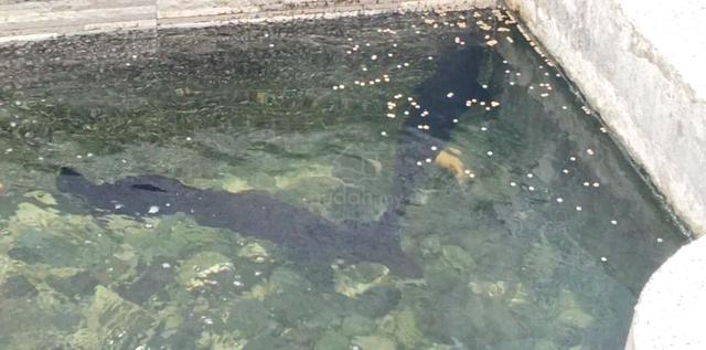 Arapaima Gigas - Pets for sale in Puchong, Selangor