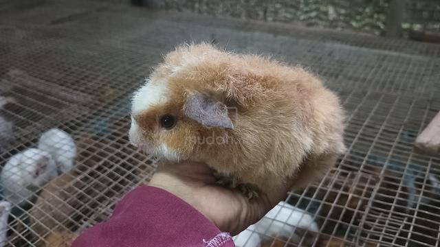 Guinea pig Tikus Belanda - Pets for sale in Serendah, Selangor