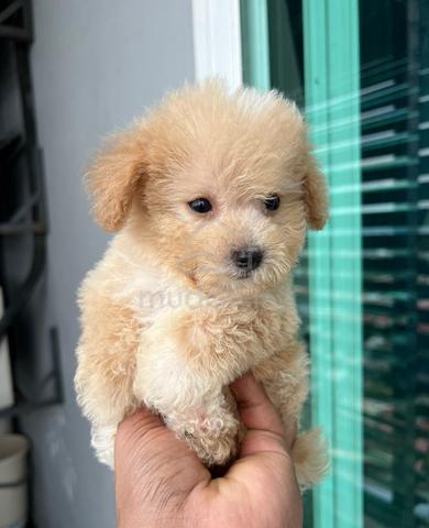 Maltipoo puppies - Pets for sale in Sentul, Kuala Lumpur