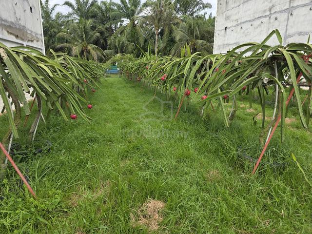 Dragon Fruit Tree_Benih Pokok Naga - Garden Items for sale in Taiping ...