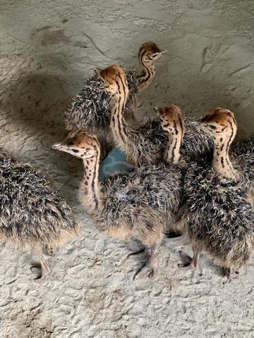 burung unta ostrich - Pets for sale in Kuala Pilah, Negeri Sembilan