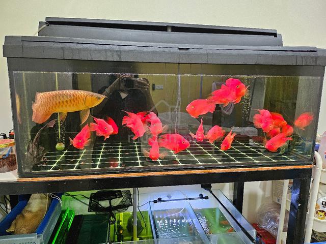 Parrot Fish & Asian Arowana - Pets for sale in Bandar Sri Sendayan ...