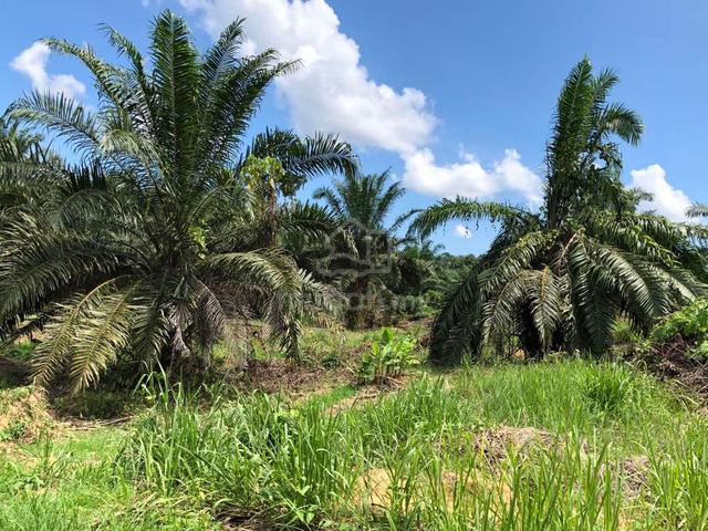 Agricultural Land for Rent, 705 Acre(s), Beluran, Sabah 110958562 ...