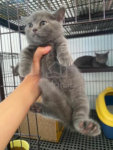 BSH mix munchkin - Pets for sale in Kuala Terengganu, Terengganu