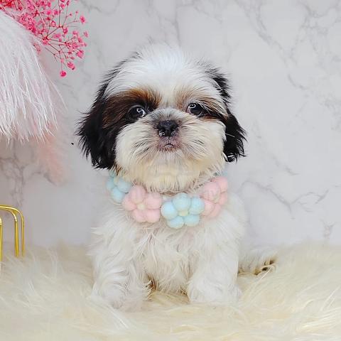 Gorgeous Cute Shih Tzu Puppu Dog Pet *yu.03898 - Pets for sale in ...
