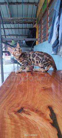 kucing bengal - Pets for sale in Nibong Tebal, Penang