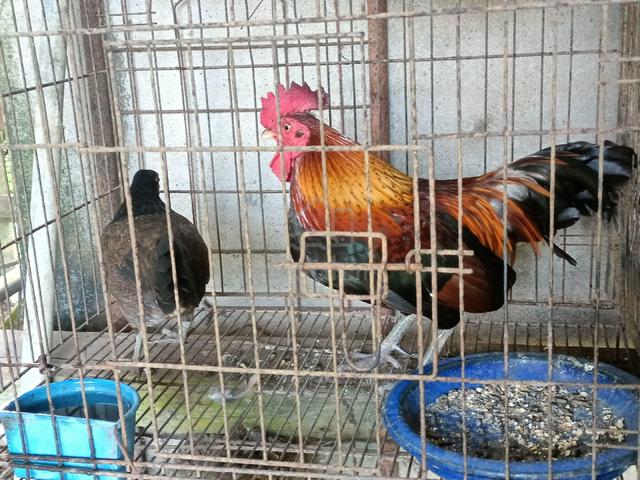 induk ayam hutan - Pets for sale in Pasir Puteh, Kelantan