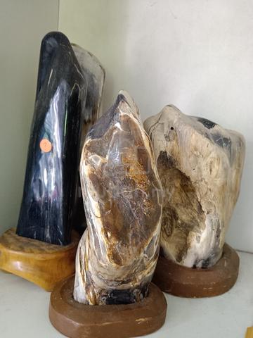 Fossil gemungal - Hobby & Collectibles for sale in Besut, Terengganu