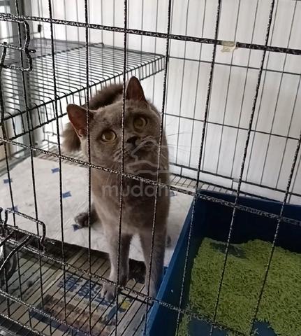 bsh Blue - Pets for sale in Kajang, Selangor
