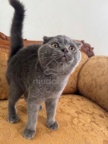 Bsh fold solid blue - Pets for sale in Sandakan, Sabah