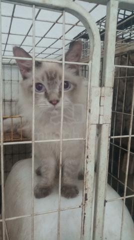 kucing macho - Pets for sale in Gelugor, Penang