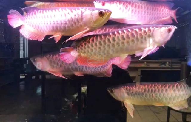 High Back Arowana, Crossback Arowana - Pets for sale in Ampang Hilir, Kuala Lumpur