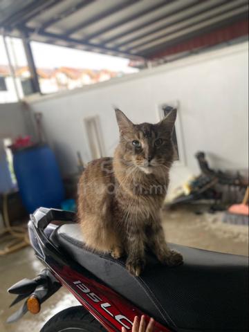 kucing mainecoon mix parsian - Pets for sale in Skudai, Johor
