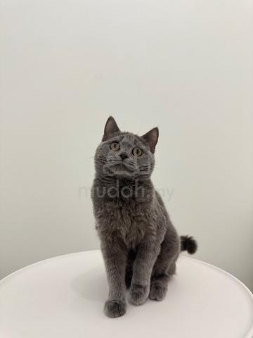 British shorthair/BSH blue 英短蓝猫 - Pets for sale in Semenyih, Selangor