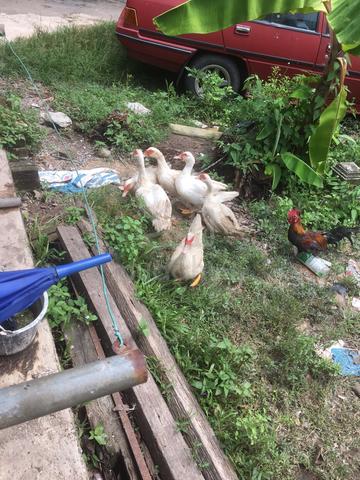 Itik nila - Pets for sale in Jitra, Kedah